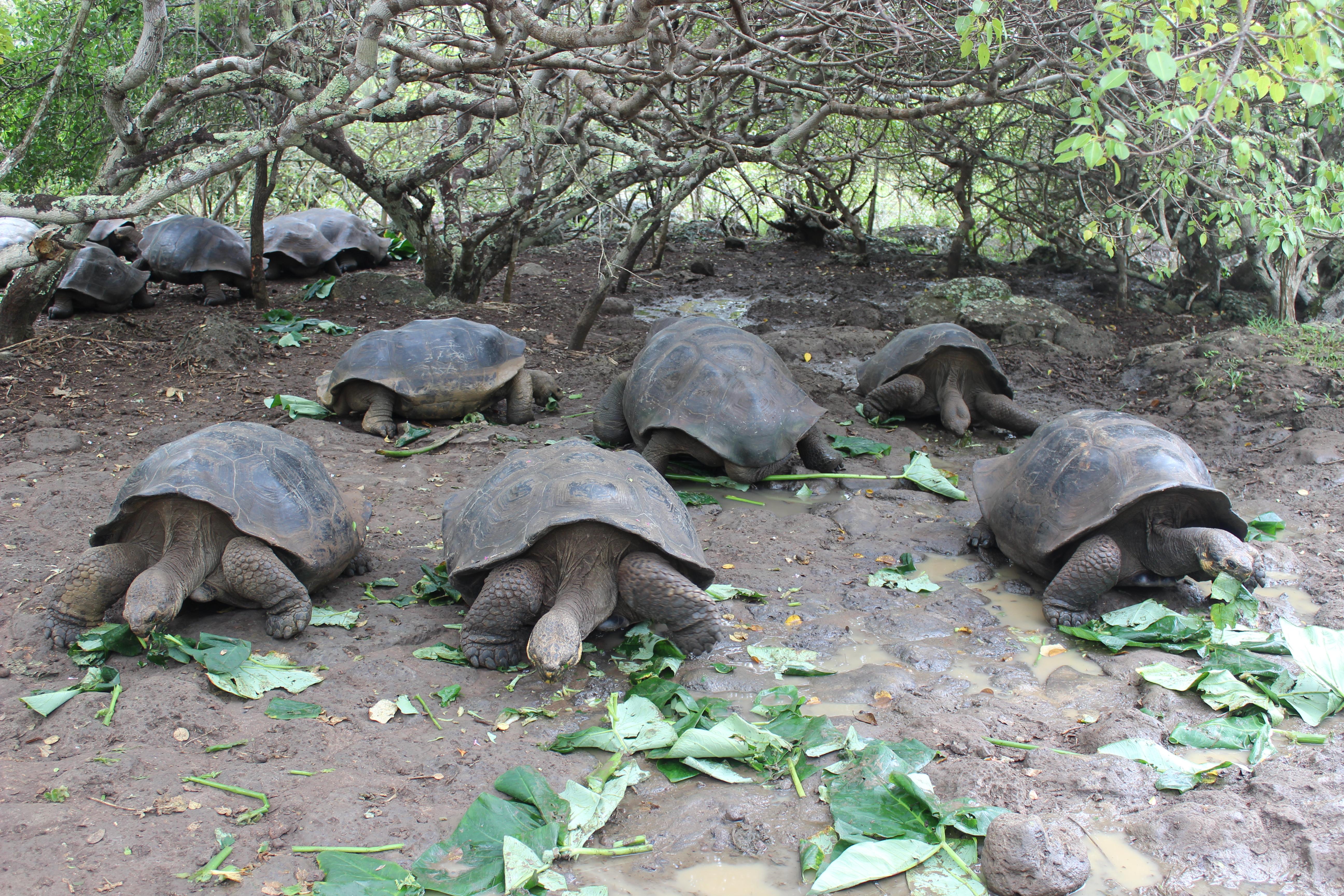 Volunteering in Ecuador | Projects Abroad